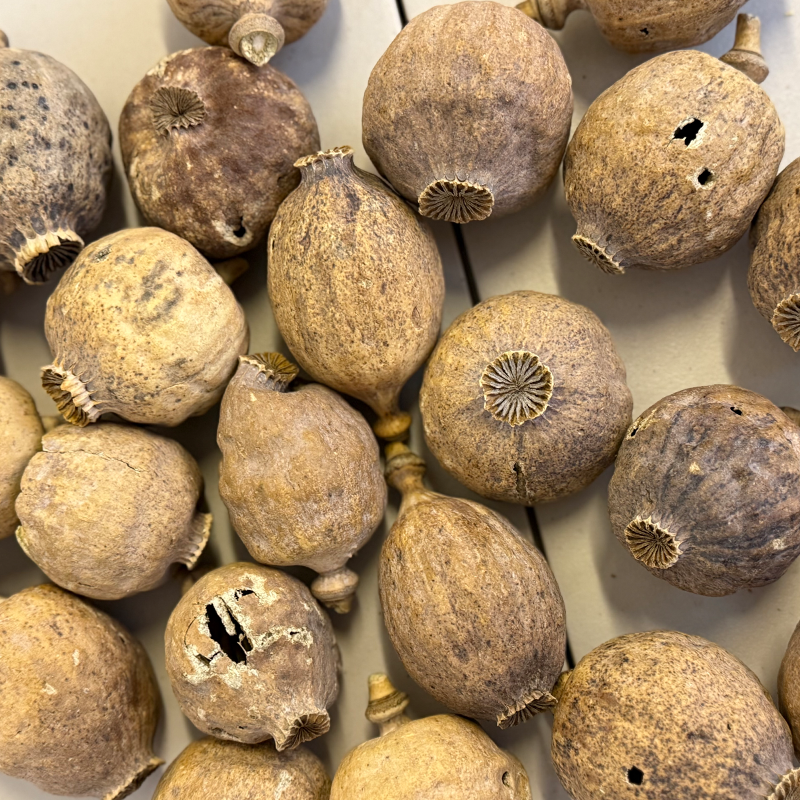 Austrian Dried Poppy Heads (Seedless) - Dried Poppy Heads - Quality ...